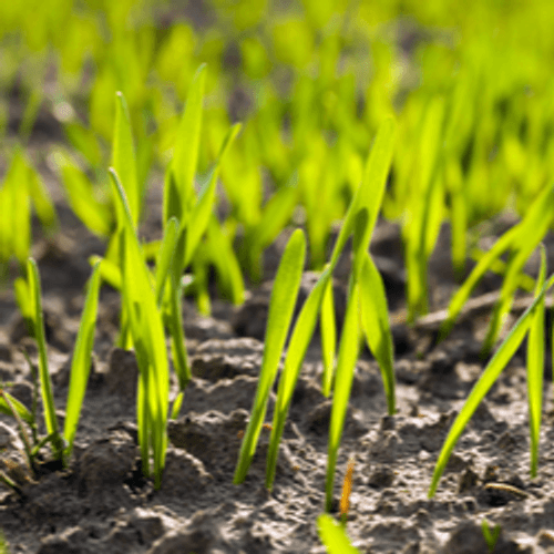 Rasensamen Test & Vergleich 2025 » Die besten Produkte auf Krone.at